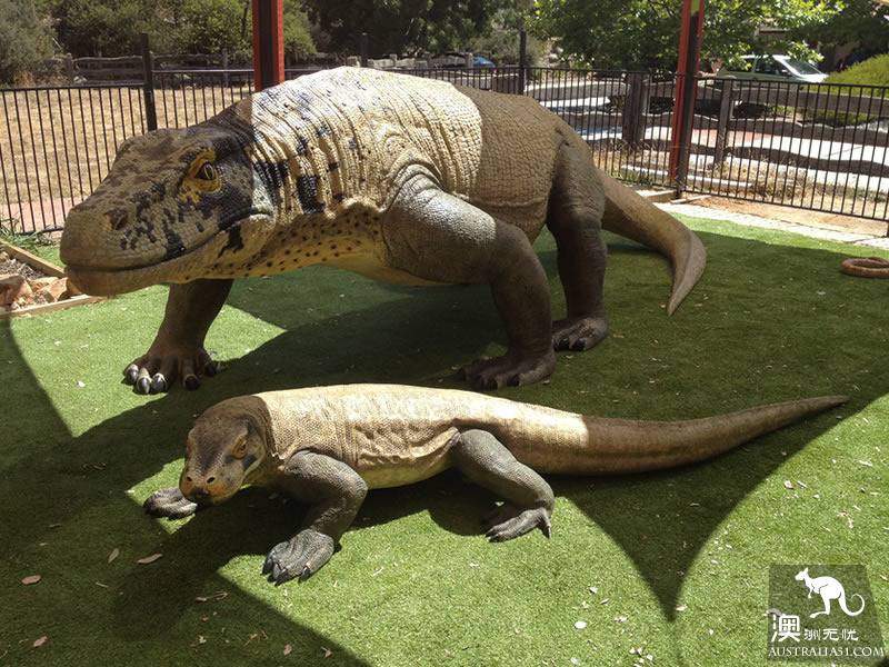 堪培拉爬行动物园（Canberra Reptile Zoo） - 澳洲无忧网